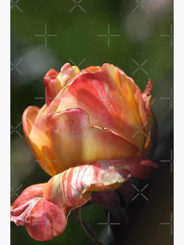 "Variegated Orange Rose" Photographic Print for Sale by bubbleblue ...
