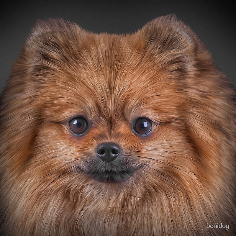 "Drawing Dog Pomeranian Spitz " by bonidog | Redbubble