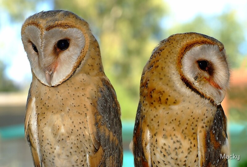 "'Hoo Hooted?'" by Macky | Redbubble