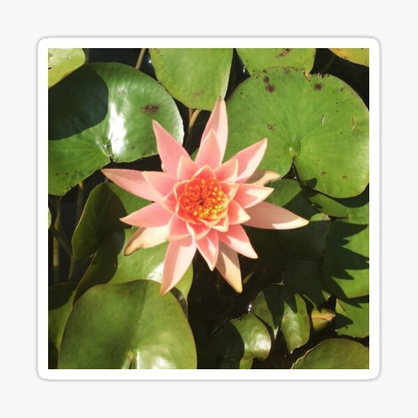 "water lily " Sticker for Sale by yeetyeetletseat | Redbubble