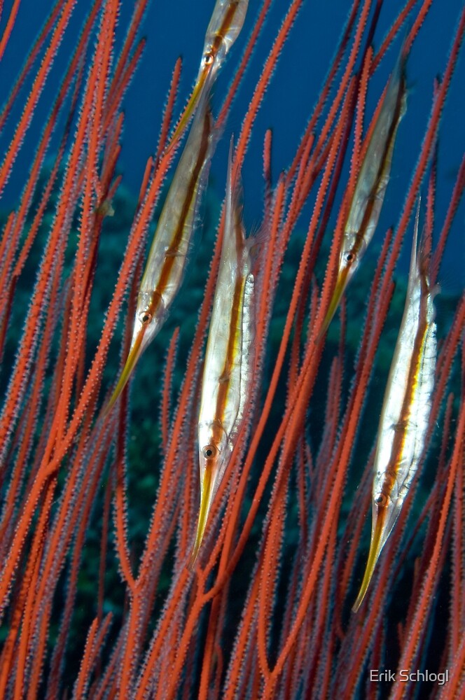 "Razorfish among the coral, Kimbe Bay, Papua New Guinea" by Erik ...