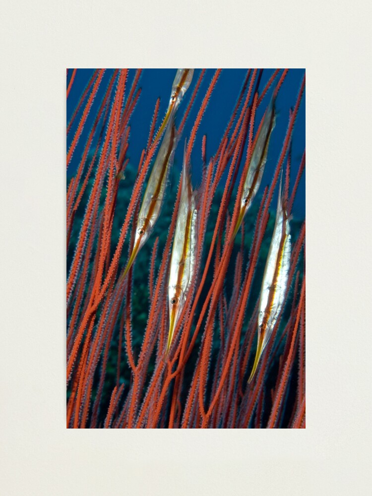 "Razorfish among the coral, Kimbe Bay, Papua New Guinea" Photographic ...