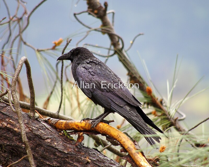 "Raven" by Allan Erickson | Redbubble