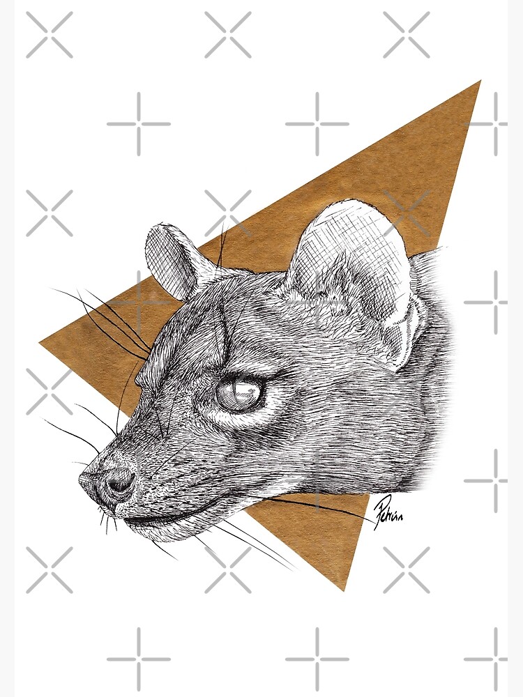 "Fossa gold triangle" Poster by Nurtep | Redbubble