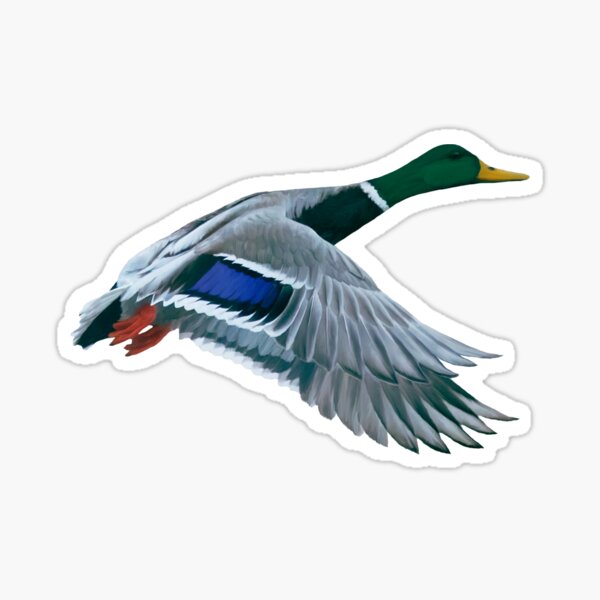 "Mallard Duck Drake" Sticker for Sale by Skyviper | Redbubble
