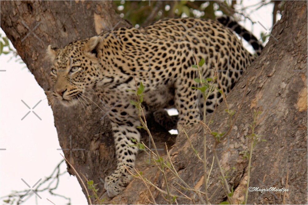 "READY FOR BREAKFAST - THE LEOPARD - Panthera pardus – Luiperd" by ...