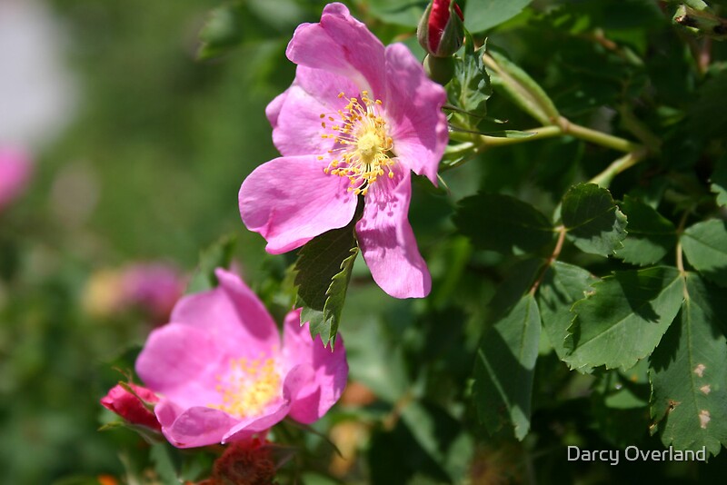 "Alberta Wild Roses" by Darcy Overland | Redbubble