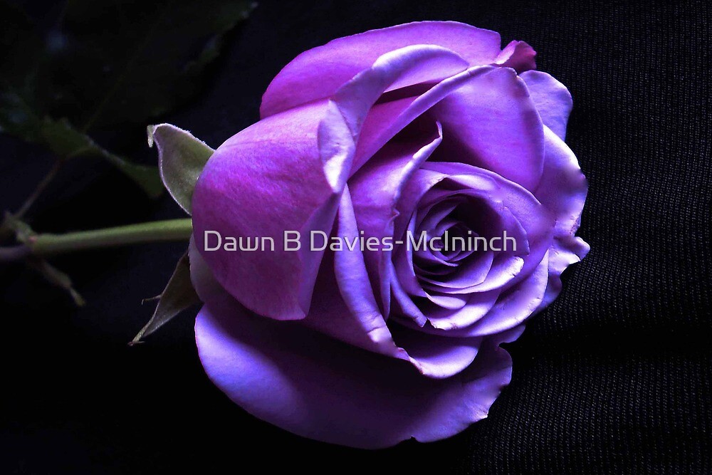 Lavender Rose By Dawn B Davies Mcininch Redbubble
