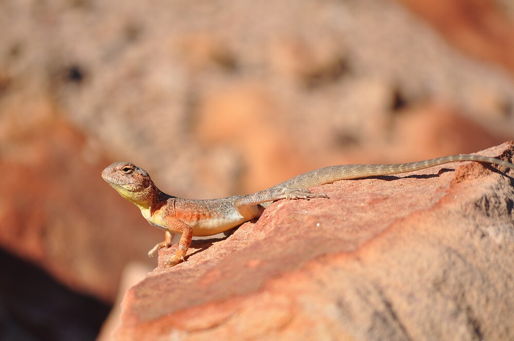 "Ring-tailed Dragon (Ctenophorus caudicinctus), Krichauff Ranges ...