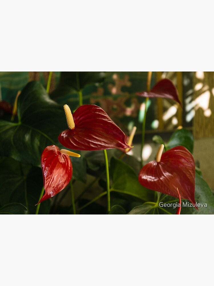 "Exotic Tropical Dream Garden - Sun Shade and Heart Shaped Anthurium ...
