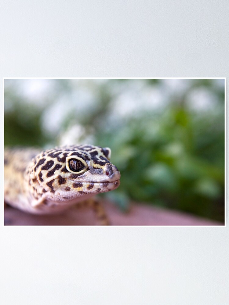 "Leopard Gecko " Poster by scullumber | Redbubble