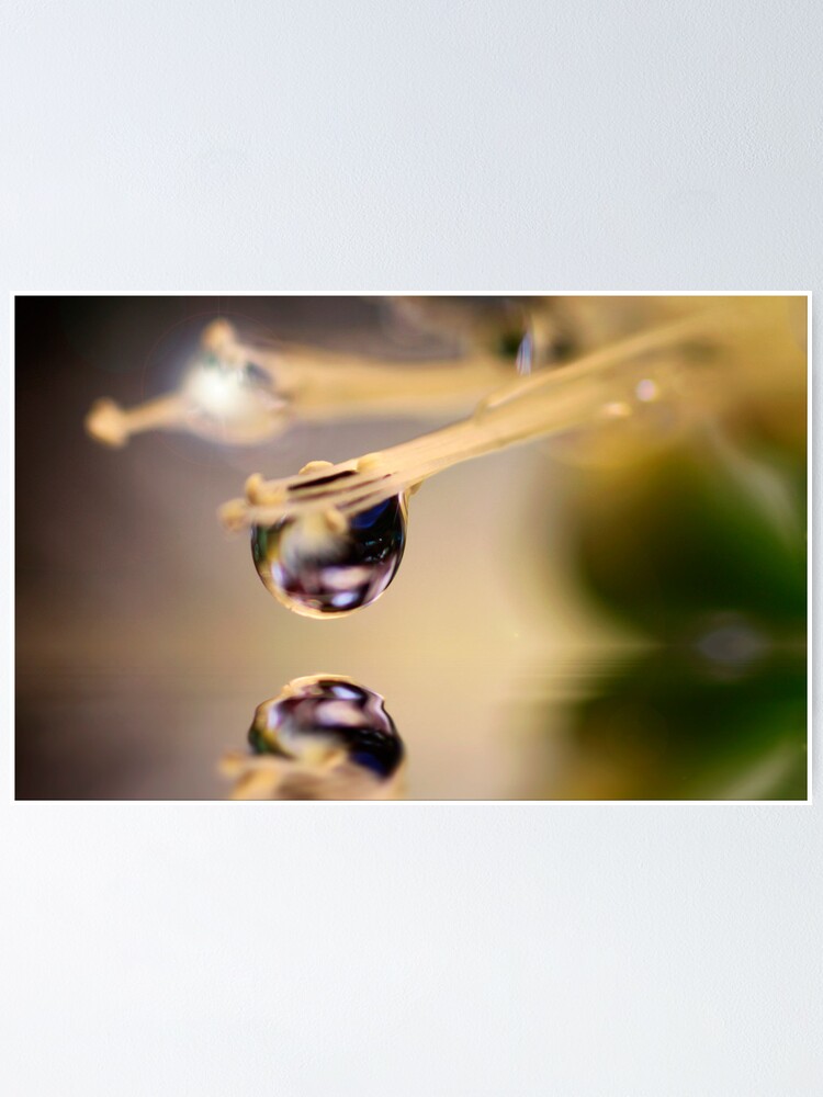 "Lilly Pilly" Poster for Sale by Kymjay | Redbubble