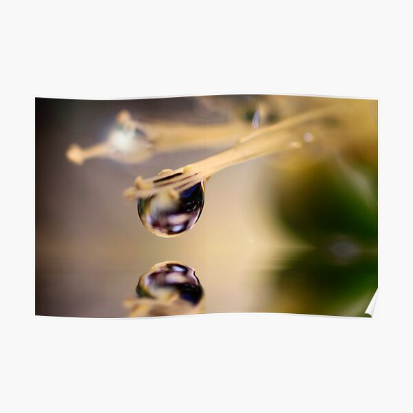 "Lilly Pilly" Poster for Sale by Kymjay | Redbubble