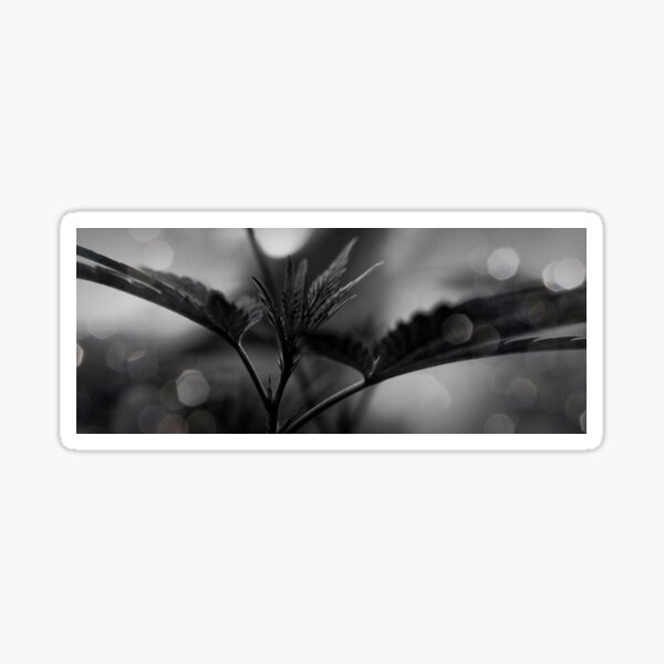 "Black and White Bokeh" Sticker by PhrozenPhotos | Redbubble