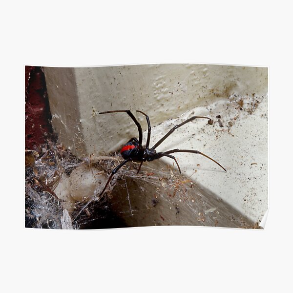 "Redback Spider (Latrodectus hasselti)" Poster for Sale by ...