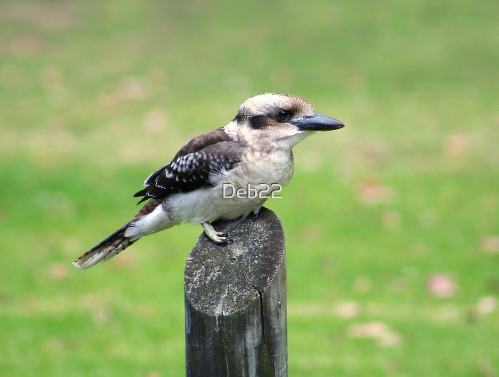 "Australian Laughing Kookaburra bird against a green background." by ...