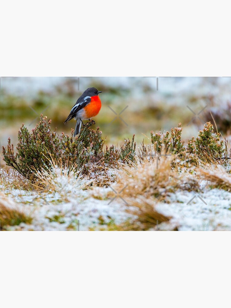 "Robin Face Mask" Photographic Print for Sale by AdrianAlford | Redbubble