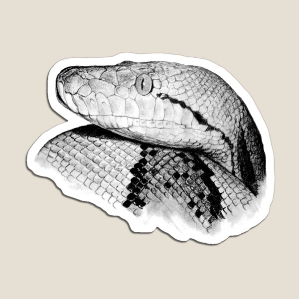How To Draw A Python Snake