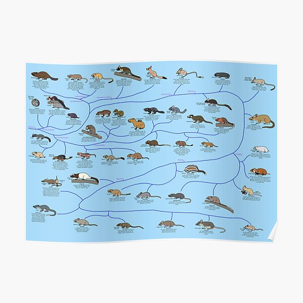"Guide to Rodent Phylogeny" Poster for Sale by albertonykus | Redbubble