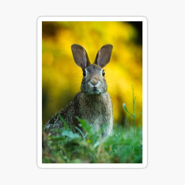 "Bunny Rabbit @ crazydodo" Sticker for Sale by crazydodo | Redbubble