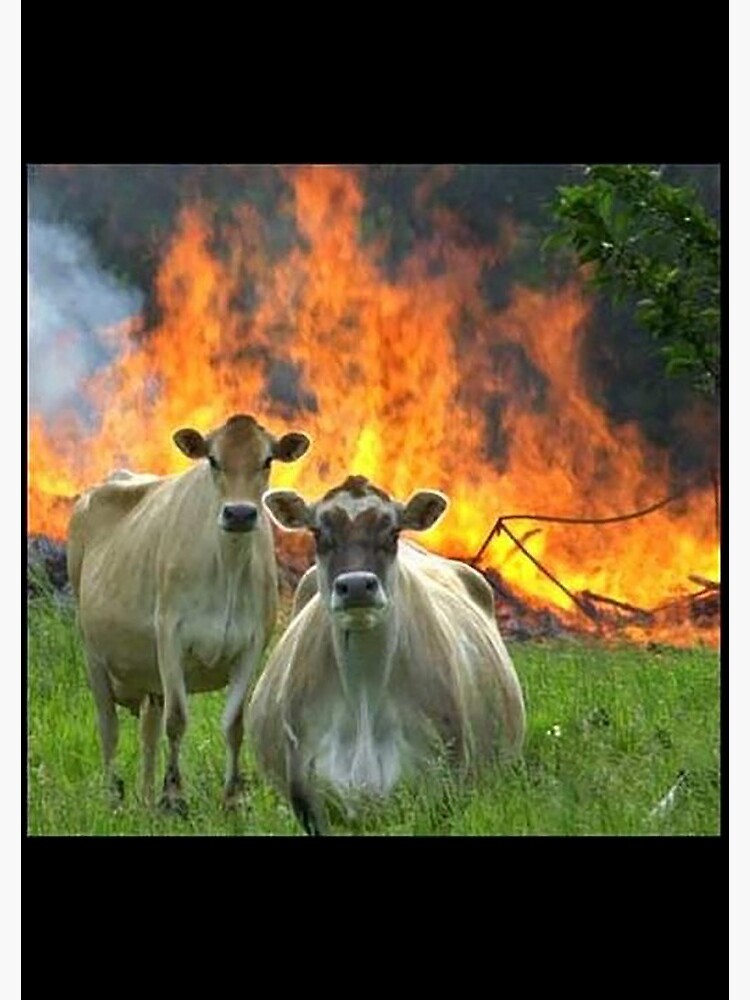 Cow Fire Memes Pete McBride Photography Added... Pete McBride
