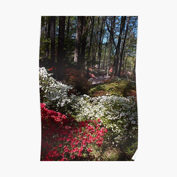 "Southern Azaleas" Poster by stillwater | Redbubble