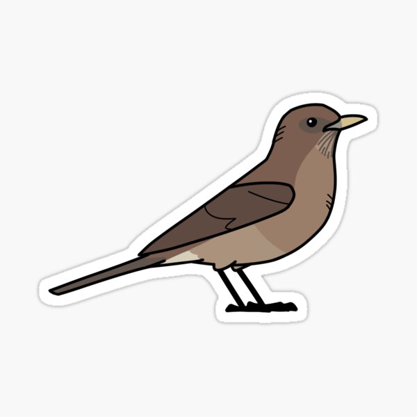 "Clay-colored Thrush" Sticker for Sale by KeesKiwi | Redbubble