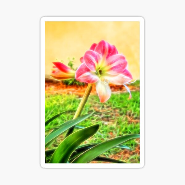 "Glowing Amaryllis" Sticker for Sale by KayBrewer | Redbubble