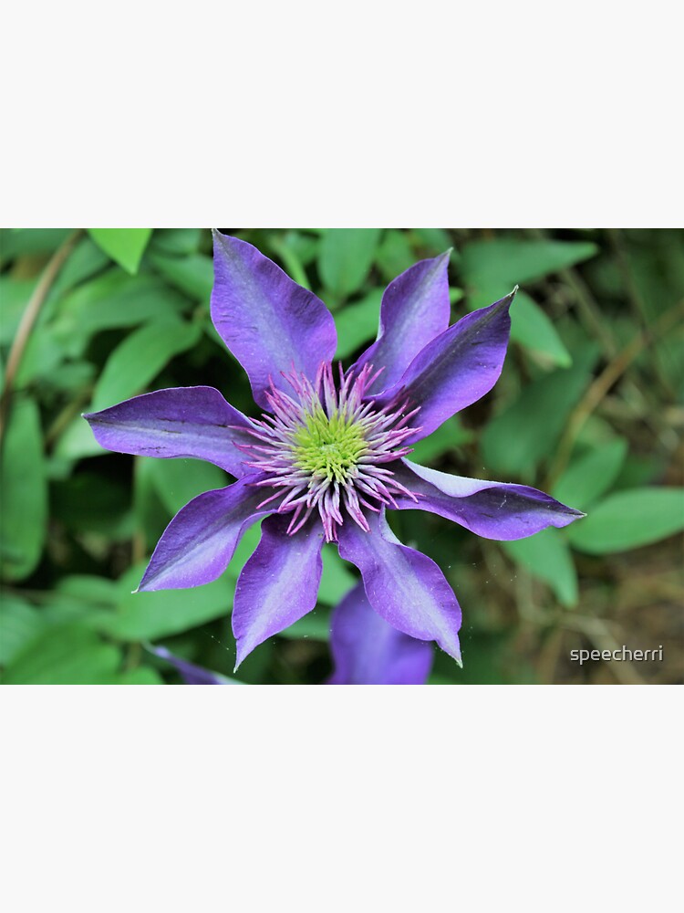 "clematis" Sticker for Sale by speecherri | Redbubble