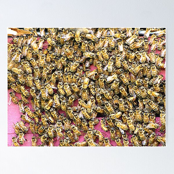 "Manuka Honey Bees.......!!" Poster for Sale by Roy Massicks | Redbubble