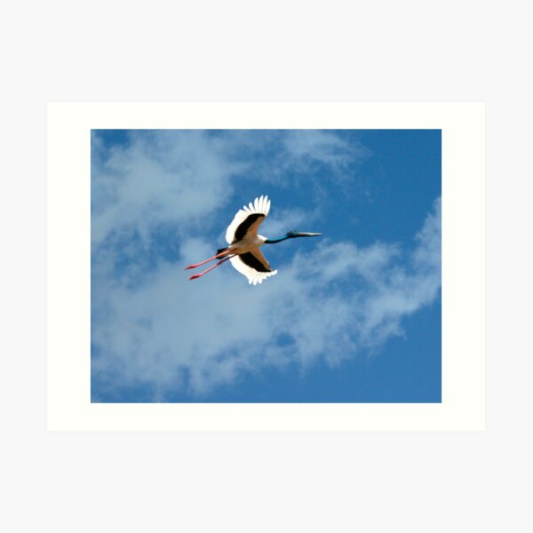 "Jabiru in Flight" Art Print by lynhiggs | Redbubble
