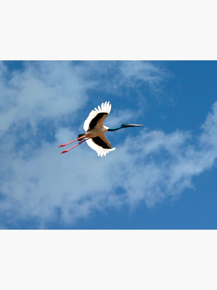 "Jabiru in Flight" Art Print by lynhiggs | Redbubble
