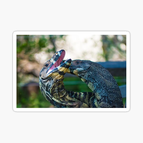 Two Lace Goannas Australian Monitor Lizards Fighting Ferociously