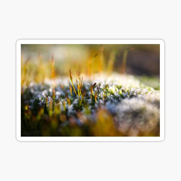 "Frozen moss" Sticker for Sale by GreyFeatherPhot | Redbubble