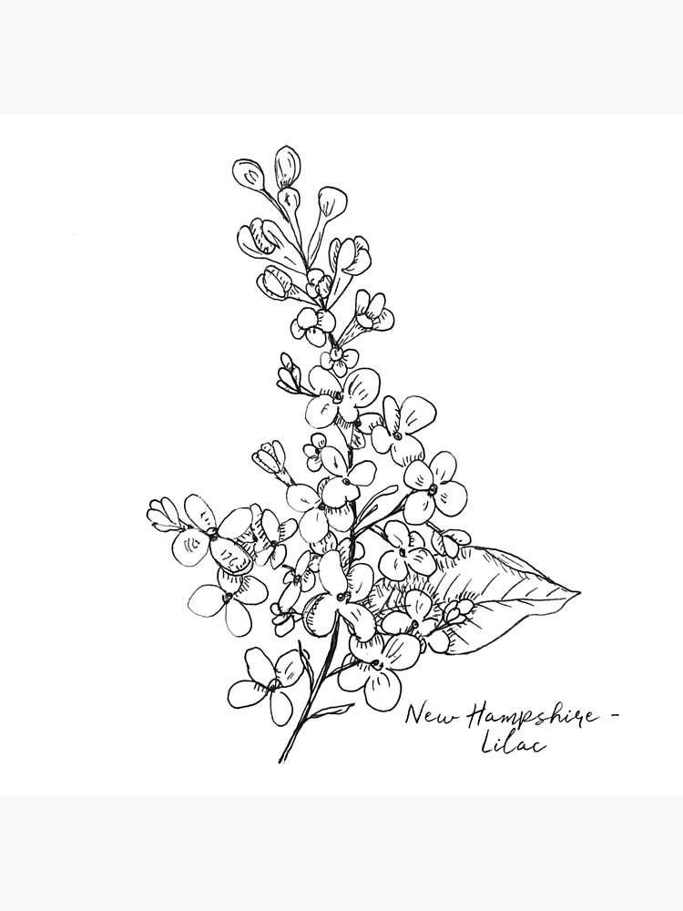 Lilac Flower Drawing Art Lilac Black And White Stock Photos & Images