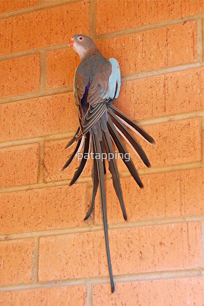 ""Princess Parrot" (Polytelis Alexandrae)" by patapping | Redbubble