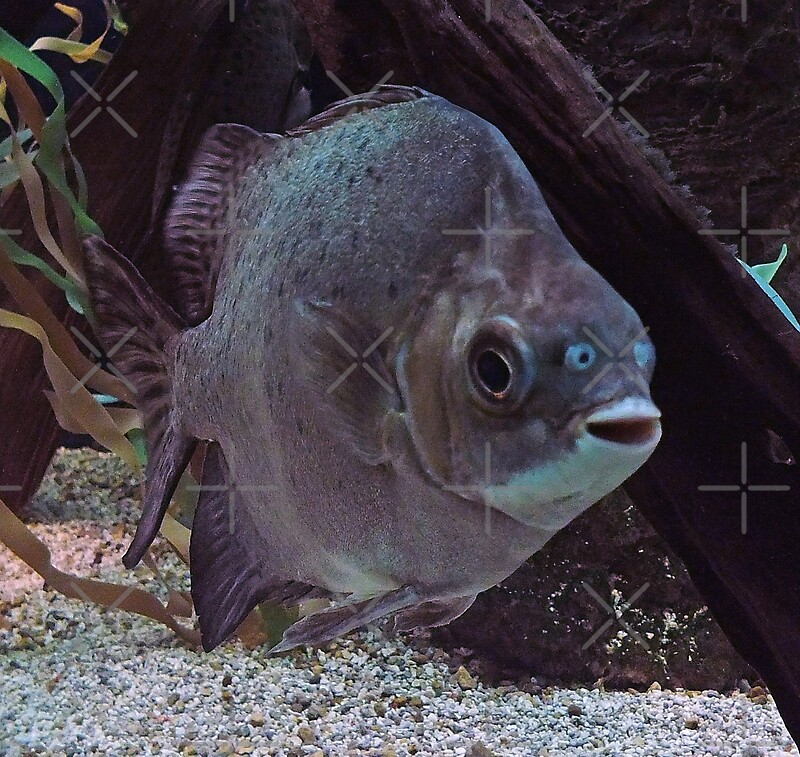 "Two faced fish" by Yampimon | Redbubble