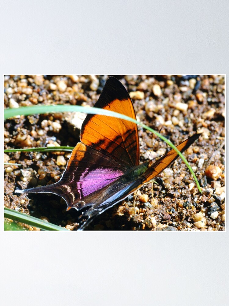 "Daggerwing Swallowtail Butterfly" Poster for Sale by MyFrogCroaked ...