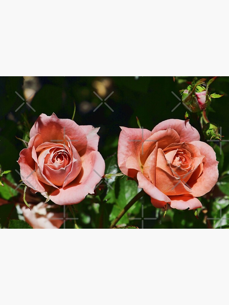 "Peach patio roses" Poster by avrilharris | Redbubble