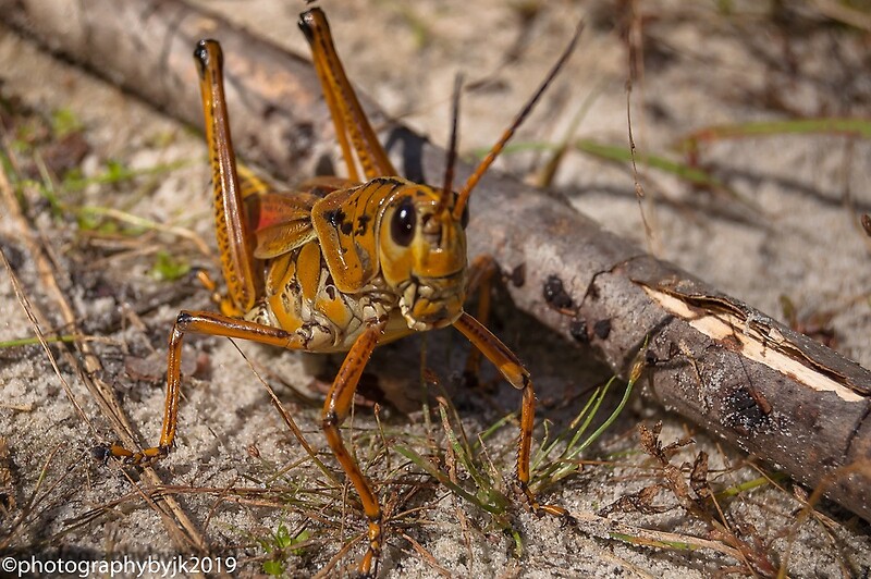 "Its A Bugs Life " by John Kapusta | Redbubble