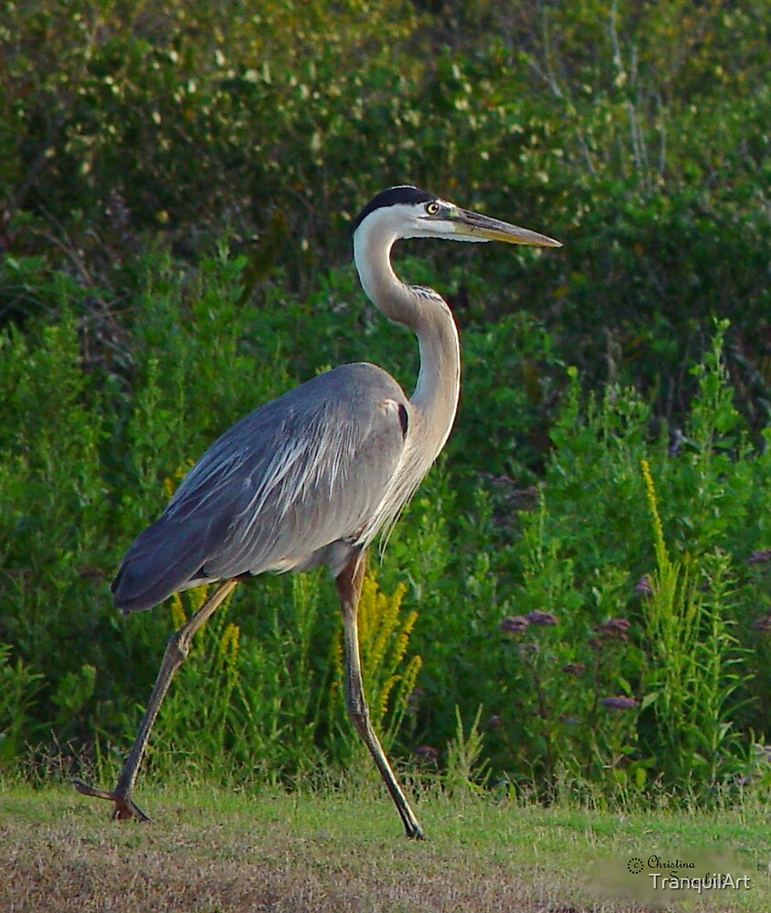 "Walking Heron - Birds in Florida" by TranquilArt | Redbubble