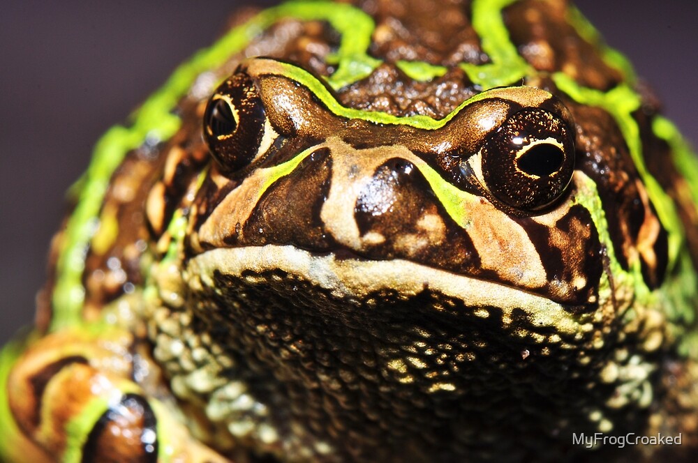 "Hypno-Toad!" by MyFrogCroaked | Redbubble