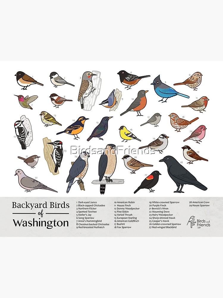 "Washington State - Backyard Birds of Washington Field Guide Print ...