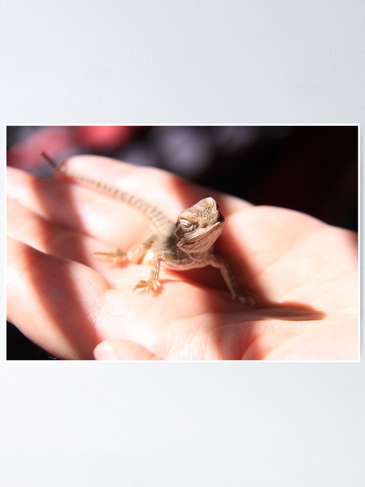 "Pygmy Bearded Dragon - pogona henrylawsoni" Poster for Sale by woosang ...