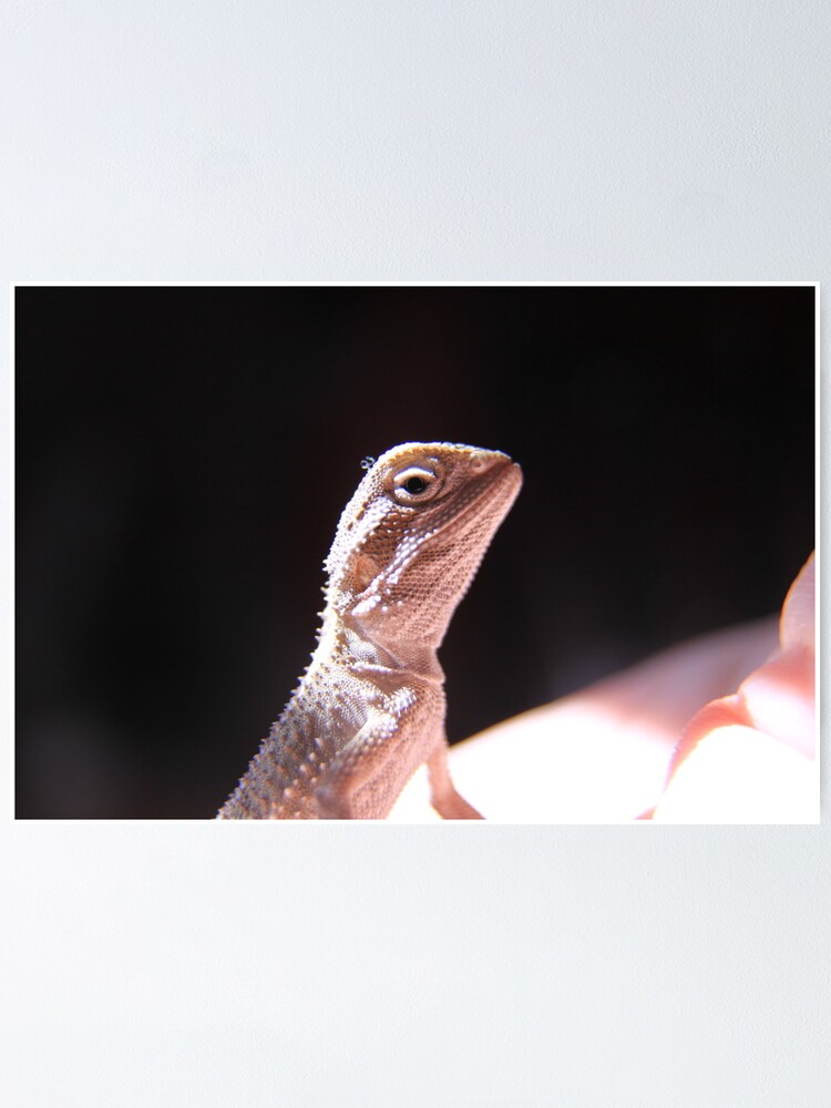 "Pygmy Bearded dragon - Pogona Henrilawsoni" Poster for Sale by woosang ...