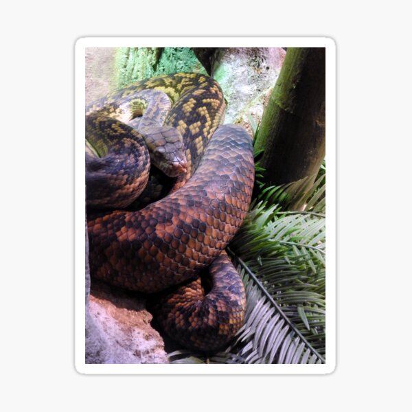 "Amethystine Python" Sticker by kirstybush | Redbubble