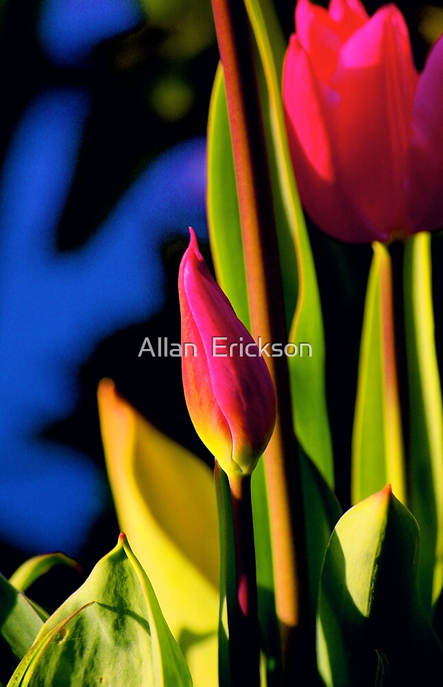 "tulip budding... it's Spring! again..." by Allan Erickson | Redbubble