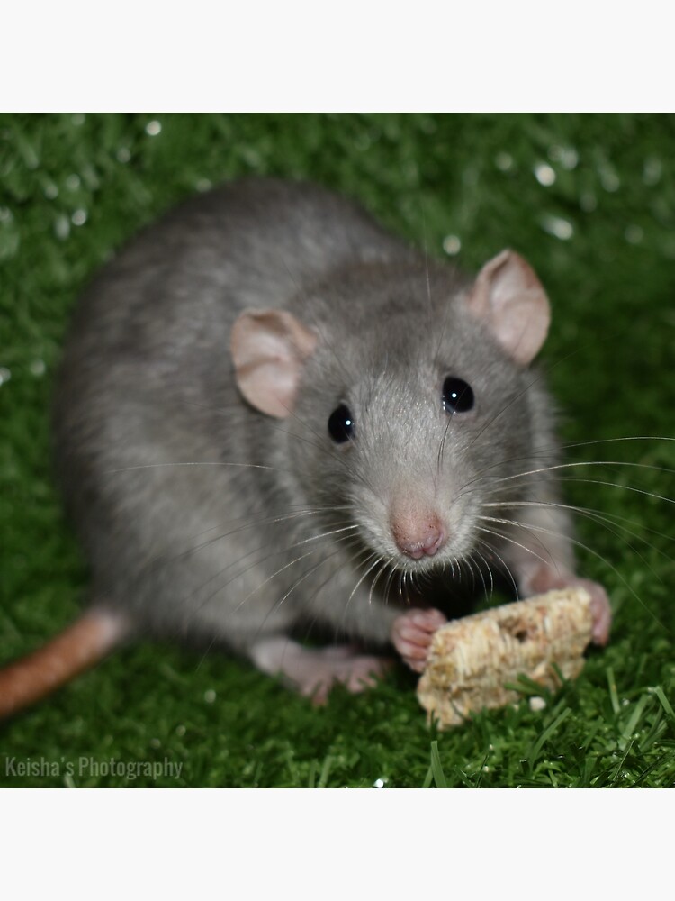 "British Blue Dumbo Rat" Art Print by KeishasPhotos | Redbubble