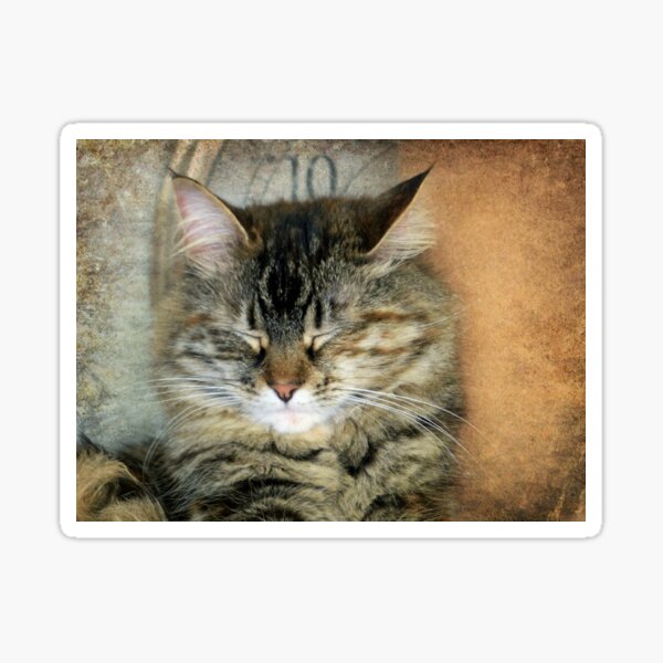 "Bob" Sticker by FrankieCat | Redbubble