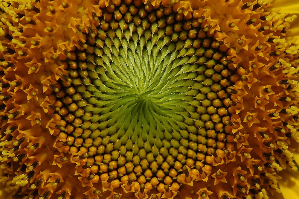 « Sunflower Center in Macro. » par Roy Fazey | Redbubble